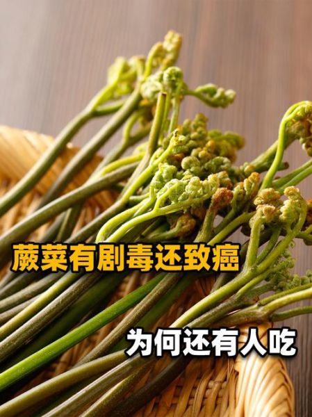 蕨菜致癌吗_千万别乱吃它了-第3张图片-山城妙识
