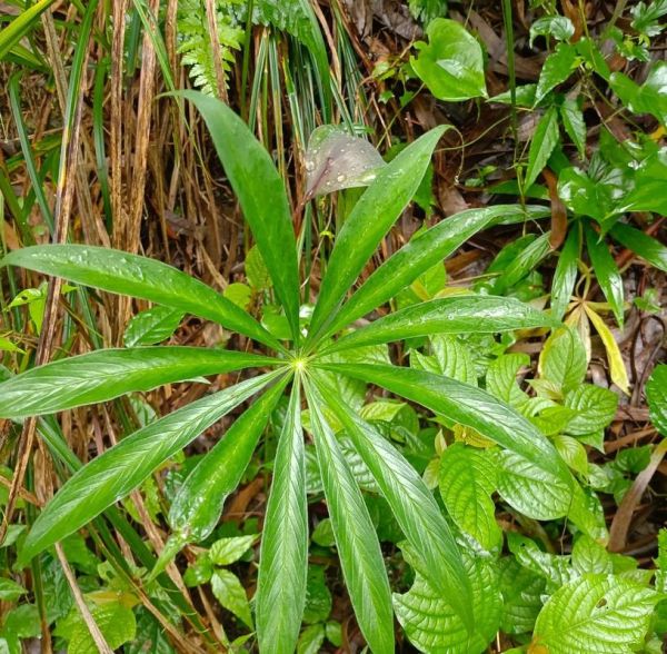 天南星图片长什么样_天南星图片怎么鉴别真假-第1张图片-山城妙识