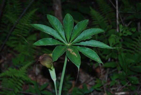 天南星图片长什么样_天南星图片怎么鉴别真假-第3张图片-山城妙识