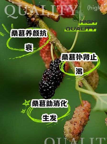 吃桑葚有什么好处_桑葚的功效与作用-第2张图片-山城妙识