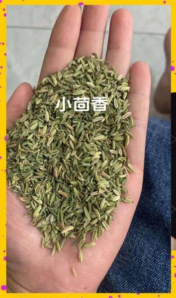 小茴香和孜然一样吗_怎么区分小茴香孜然-第3张图片-山城妙识 小茴香和孜然一样吗_怎么区分小茴香孜然-第3张图片-山城妙识
