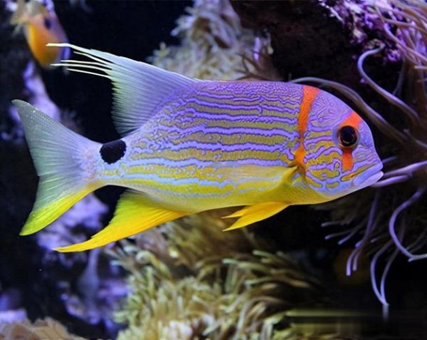 热带鱼图片怎么拍_热带鱼品种大全-第1张图片-山城妙识