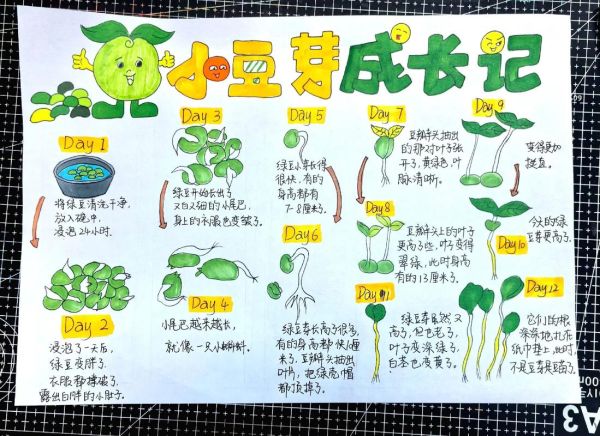 黄豆芽怎么种_黄豆芽生长观察日记-第1张图片-山城妙识 黄豆芽怎么种_黄豆芽生长观察日记-第1张图片-山城妙识