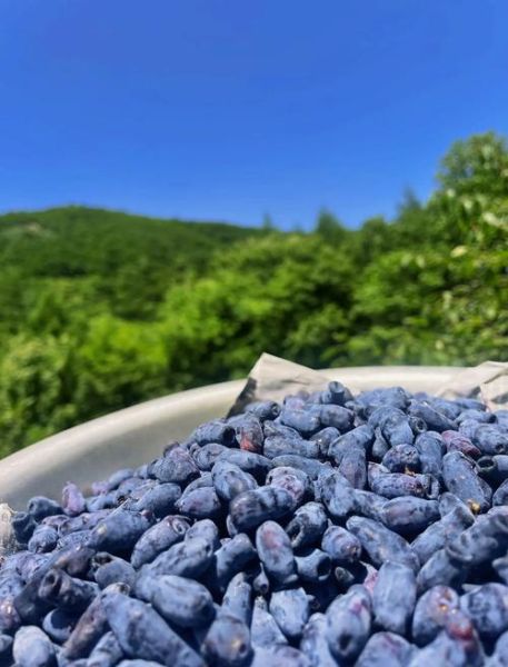 蓝靛果和蓝莓哪个好_营养价值对比-第1张图片-山城妙识