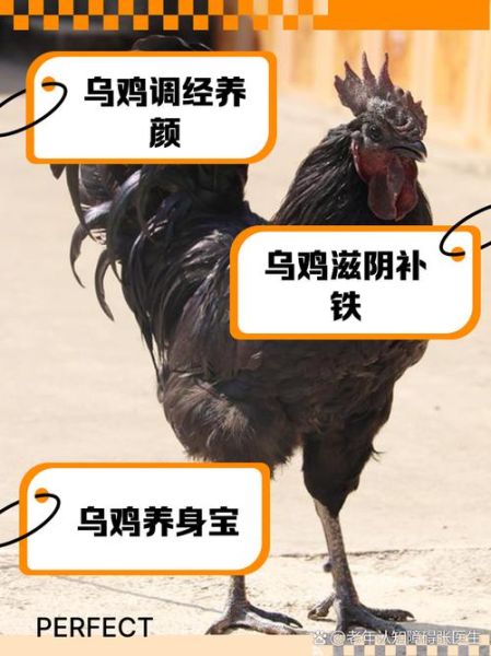 男人为什么不能吃乌鸡_乌鸡对男性健康的潜在影响-第2张图片-山城妙识