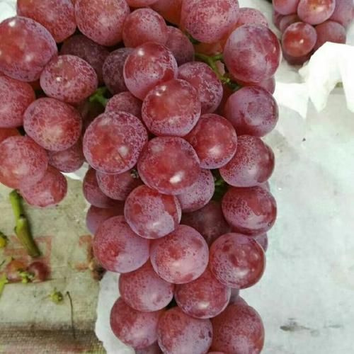 宾川红提葡萄价格多少钱一斤_宾川红提葡萄价格走势-第1张图片-山城妙识