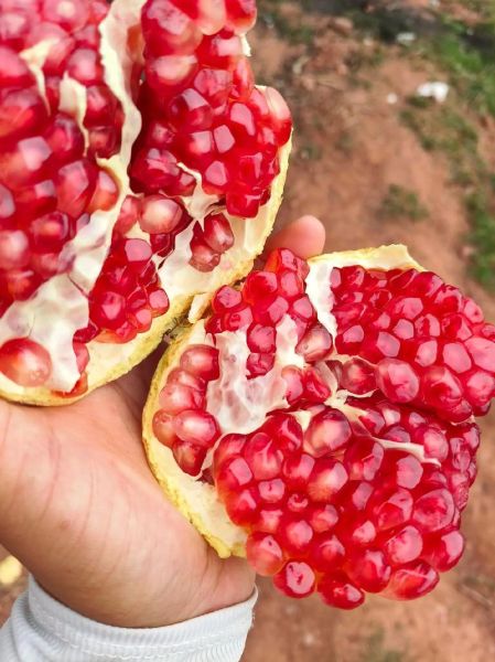 石榴什么季节吃最好_石榴成熟月份-第1张图片-山城妙识 石榴什么季节吃最好_石榴成熟月份-第1张图片-山城妙识