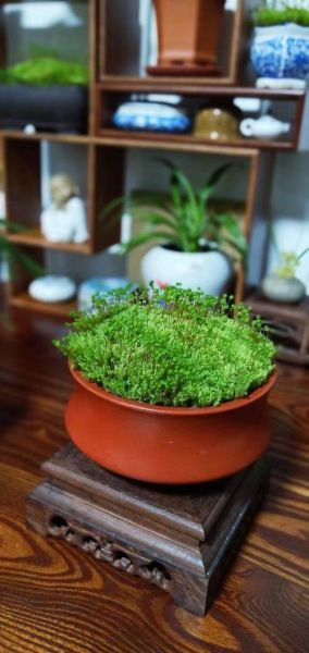 桂花蜜居无竹小说讲了什么_无竹结局如何-第3张图片-山城妙识 桂花蜜居无竹小说讲了什么_无竹结局如何-第3张图片-山城妙识