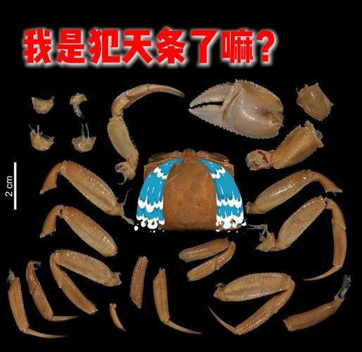 哪些沙蟹有毒_沙蟹毒性排行-第3张图片-山城妙识 哪些沙蟹有毒_沙蟹毒性排行-第3张图片-山城妙识