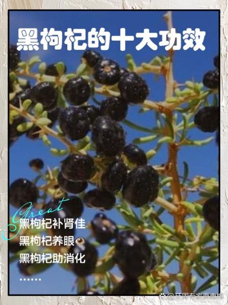女人吃黑枸杞子的好处_黑枸杞子的作用与功效女人-第1张图片-山城妙识 女人吃黑枸杞子的好处_黑枸杞子的作用与功效女人-第1张图片-山城妙识