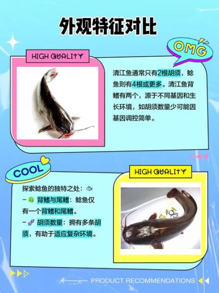 清江鱼和鲶鱼有什么区别_怎么分辨-第1张图片-山城妙识