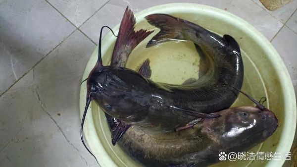 清江鱼和鲶鱼有什么区别_怎么分辨-第3张图片-山城妙识