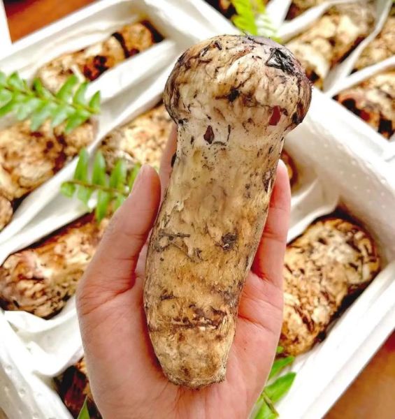 新鲜松茸怎么吃_松茸最佳做法大全-第3张图片-山城妙识 新鲜松茸怎么吃_松茸最佳做法大全-第3张图片-山城妙识