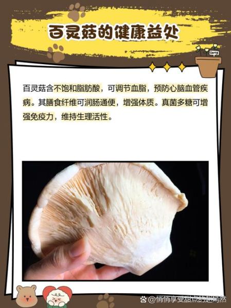 白灵菇图片_如何挑选新鲜白灵菇-第3张图片-山城妙识 白灵菇图片_如何挑选新鲜白灵菇-第3张图片-山城妙识