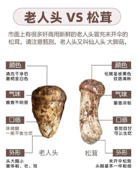 野生松茸多少钱一斤_如何辨别真假野生松茸-第3张图片-山城妙识