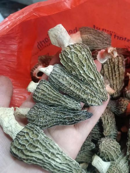 鲜羊肚菌多少钱一斤_鲜羊肚菌价格行情-第1张图片-山城妙识 鲜羊肚菌多少钱一斤_鲜羊肚菌价格行情-第1张图片-山城妙识