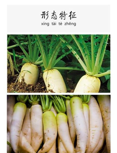 萝卜的拼音怎么写_萝卜拼音声调是几声-第2张图片-山城妙识