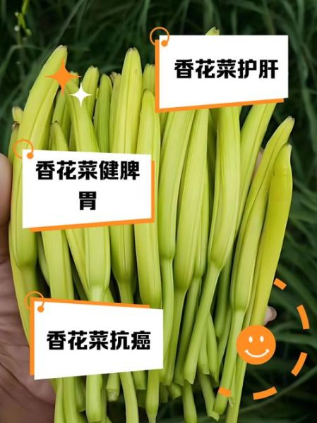 香花菜的功效与禁忌_孕妇能吃吗-第1张图片-山城妙识 香花菜的功效与禁忌_孕妇能吃吗-第1张图片-山城妙识