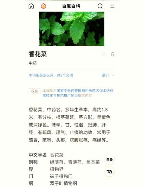 香花菜的功效与禁忌_孕妇能吃吗-第2张图片-山城妙识 香花菜的功效与禁忌_孕妇能吃吗-第2张图片-山城妙识