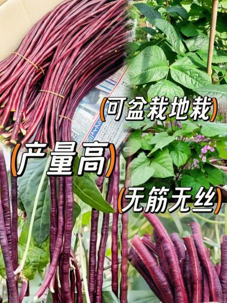 紫红豇豆的功效与作用_紫红豇豆怎么吃最营养-第1张图片-山城妙识 紫红豇豆的功效与作用_紫红豇豆怎么吃最营养-第1张图片-山城妙识