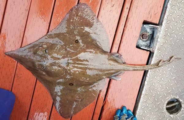 鳐鱼高清大图哪里找_鳐鱼种类图片大全-第3张图片-山城妙识