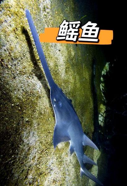 鳐鱼高清大图哪里找_鳐鱼种类图片大全-第2张图片-山城妙识