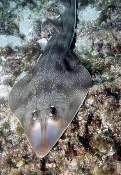 鳐鱼高清大图哪里找_鳐鱼种类图片大全-第1张图片-山城妙识