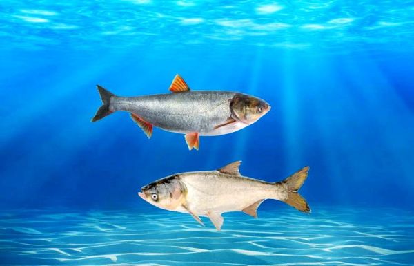 鲢鳙怎么读_鲢鳙是什么鱼-第3张图片-山城妙识 鲢鳙怎么读_鲢鳙是什么鱼-第3张图片-山城妙识