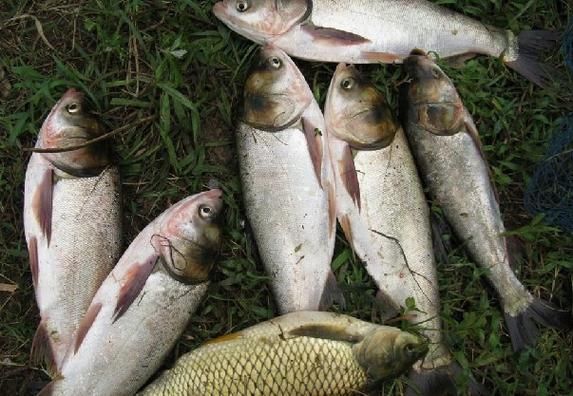 鲢鳙怎么读_鲢鳙是什么鱼-第1张图片-山城妙识 鲢鳙怎么读_鲢鳙是什么鱼-第1张图片-山城妙识