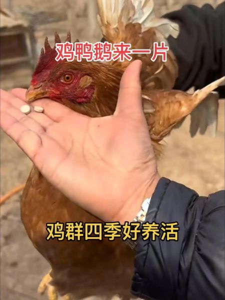 土鸡养殖技术_土鸡常见疾病预防-第1张图片-山城妙识