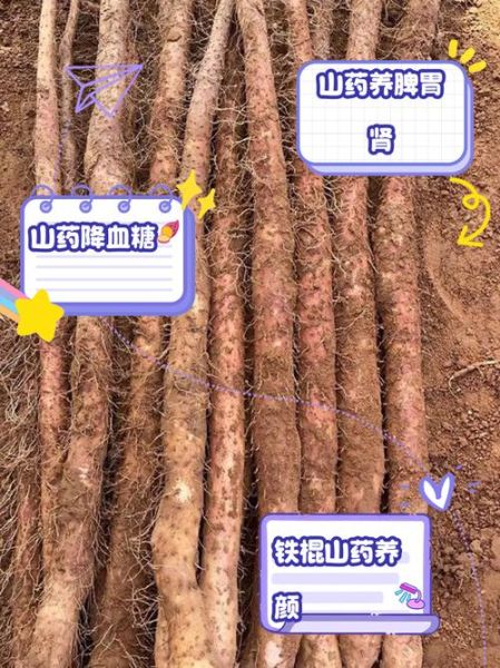 铁棍山药怎么蒸才软糯_铁棍山药去皮妙招-第2张图片-山城妙识