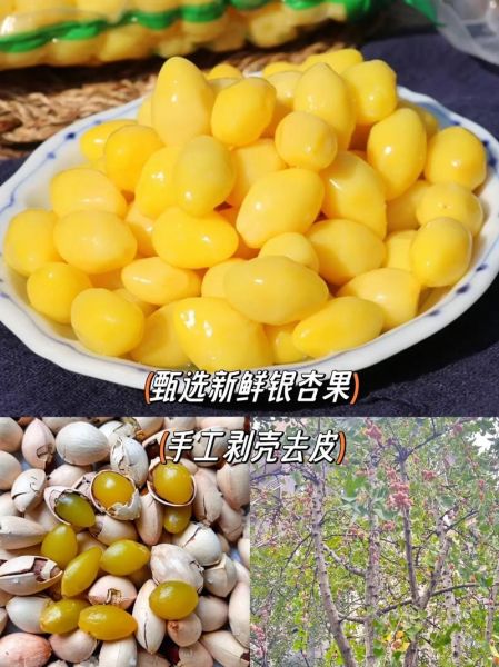 白果糖水怎么煮_白果糖水做法步骤-第1张图片-山城妙识 白果糖水怎么煮_白果糖水做法步骤-第1张图片-山城妙识