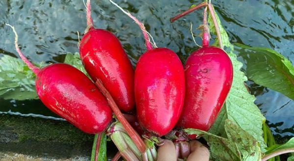 红皮萝卜可以生吃吗_生吃红皮萝卜的好处与禁忌-第2张图片-山城妙识