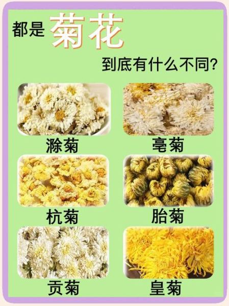 菊花品种大全有哪些_如何根据图片快速识别菊花-第3张图片-山城妙识