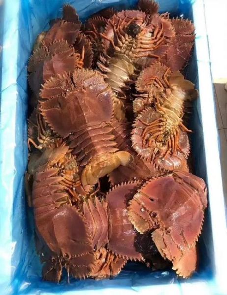 琵琶虾什么时候最肥_琵琶虾几月份最鲜美-第1张图片-山城妙识 琵琶虾什么时候最肥_琵琶虾几月份最鲜美-第1张图片-山城妙识