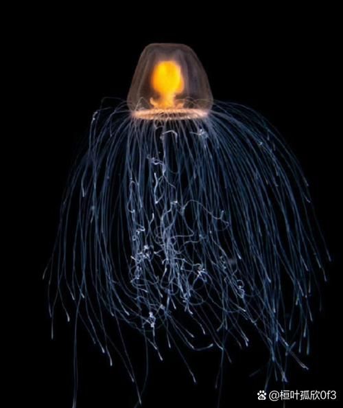 灯塔水母为什么永生_灯塔水母图片高清细节-第3张图片-山城妙识