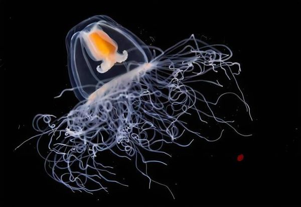 灯塔水母为什么永生_灯塔水母图片高清细节-第1张图片-山城妙识