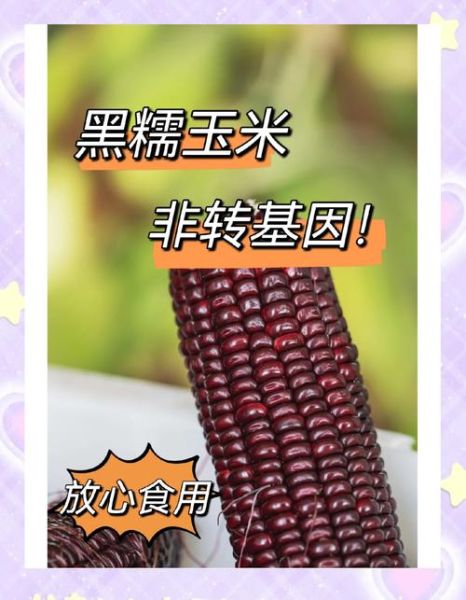 转基因玉米的危害有哪些_转基因玉米对人体有害吗-第3张图片-山城妙识