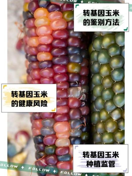 转基因玉米的危害有哪些_转基因玉米对人体有害吗-第1张图片-山城妙识