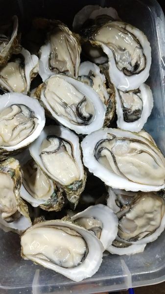 烤生蚝热量高吗_减肥能吃吗-第3张图片-山城妙识 烤生蚝热量高吗_减肥能吃吗-第3张图片-山城妙识