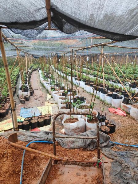 覆盆子什么时候种_覆盆子种植时间-第1张图片-山城妙识