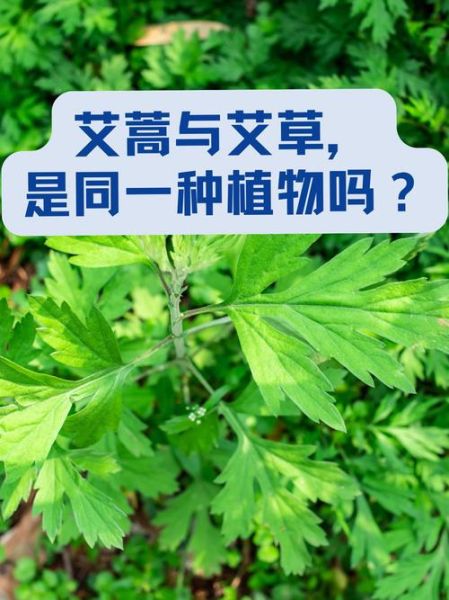 艾草长什么样_艾草怎么辨认-第3张图片-山城妙识