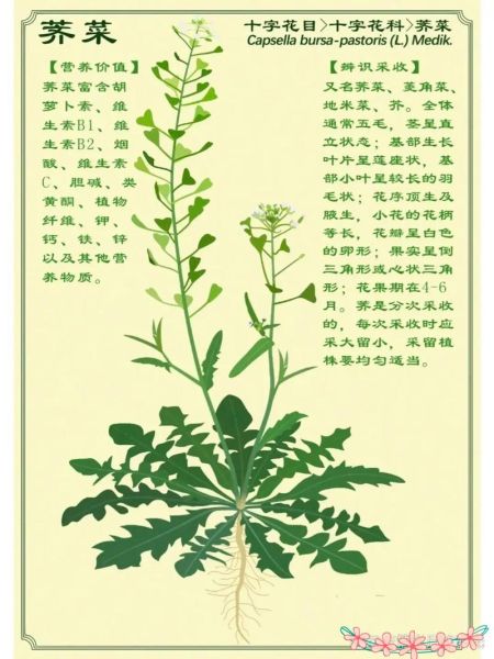 荠荠菜的功效与作用_荠荠菜怎么吃最好-第1张图片-山城妙识