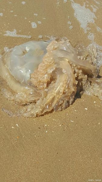 海蜇是水母吗_海蜇和水母都会蜇人吗-第2张图片-山城妙识