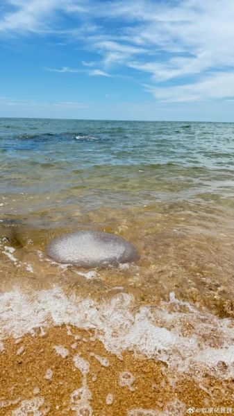 海蜇是水母吗_海蜇和水母都会蜇人吗-第3张图片-山城妙识