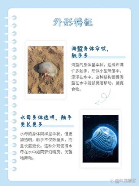 海蜇是水母吗_海蜇和水母都会蜇人吗-第1张图片-山城妙识
