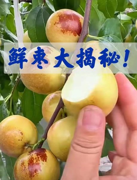 鲜枣图片大全_鲜枣怎么挑选-第2张图片-山城妙识