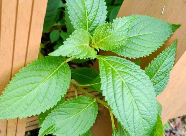 溪黄草的功效与作用_溪黄草能长期喝吗-第2张图片-山城妙识