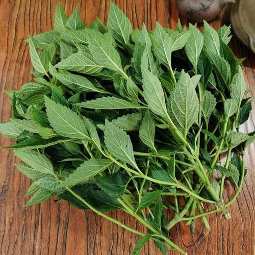 溪黄草的功效与作用_溪黄草能长期喝吗-第3张图片-山城妙识