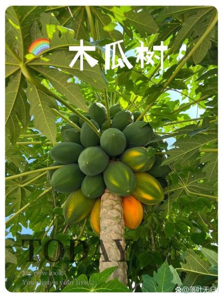 番木瓜和木瓜的区别_哪个更营养-第3张图片-山城妙识 番木瓜和木瓜的区别_哪个更营养-第3张图片-山城妙识